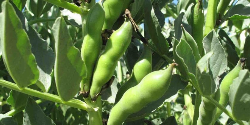 Estadísticas de producción de haba verde en México