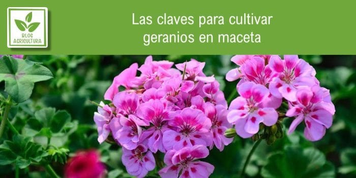 Las claves para cultivar geranios en maceta